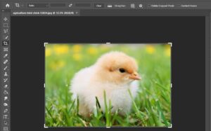 How to change the aspect ratio in Photoshop the right way - Graphics Mob